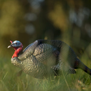 3/4 Strut Jake Decoy – Dave Smith Decoys