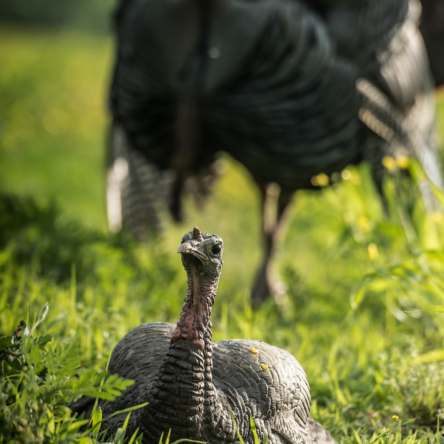 Mating Hen – Dave Smith Decoys