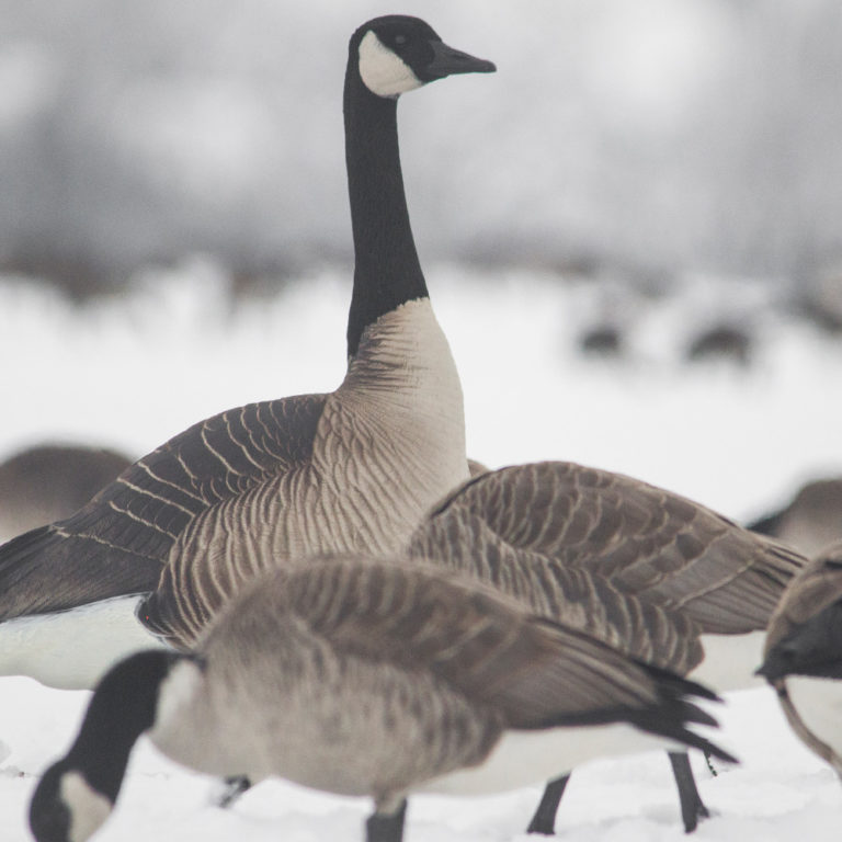 Giants | Upright 4-Pack – Dave Smith Decoys