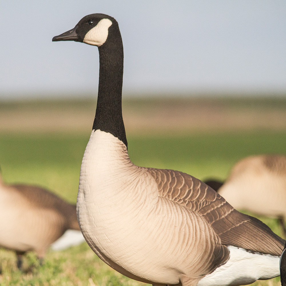 Giants | Upright 4-Pack – Dave Smith Decoys