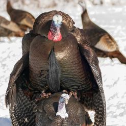 3/4 Strut Jake Decoy – Dave Smith Decoys