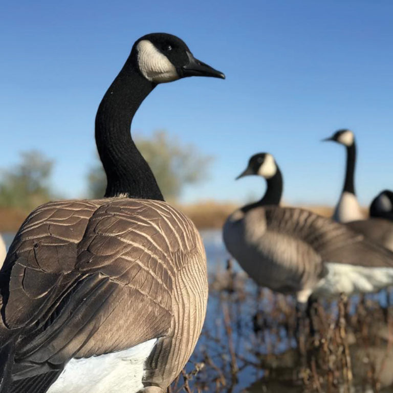 Giants | Z-Neck – Dave Smith Decoys