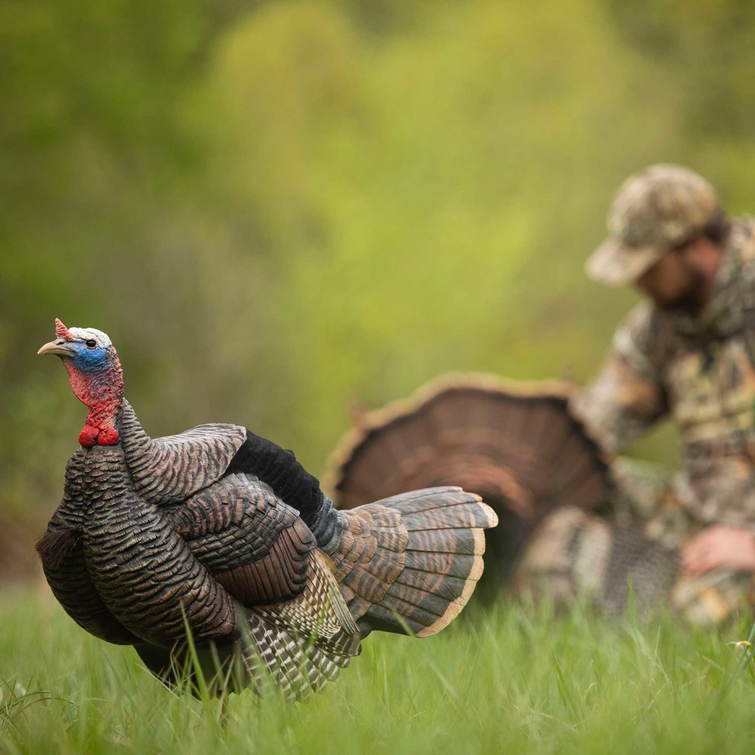 Dave Smith Decoys – The Most Effective Decoys on the Market