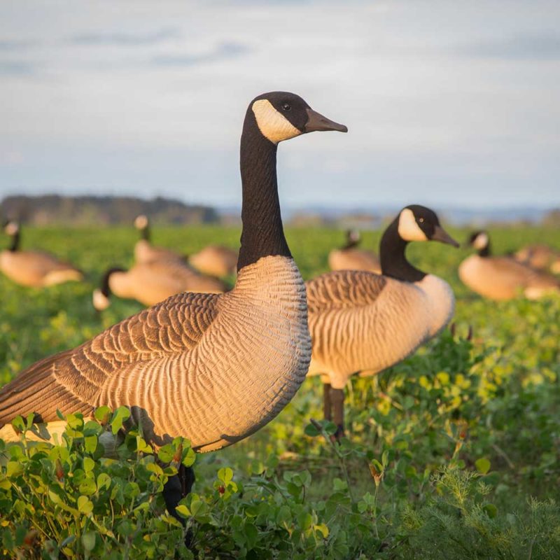 Honkers | Upright 4-Pack – Dave Smith Decoys