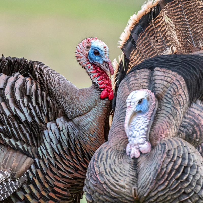Strutter – Dave Smith Decoys