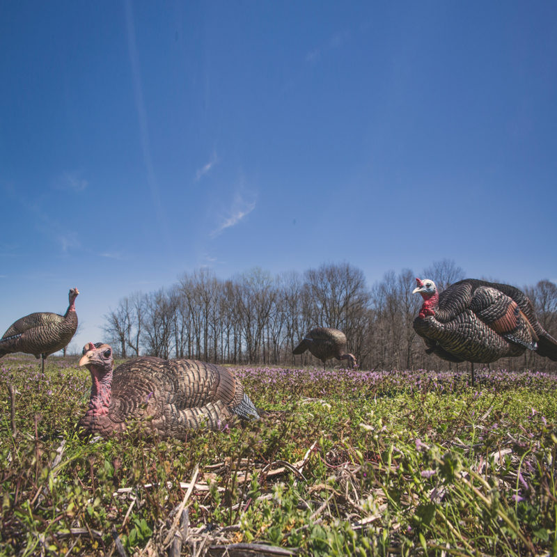 Turkey Flock – Dave Smith Decoys