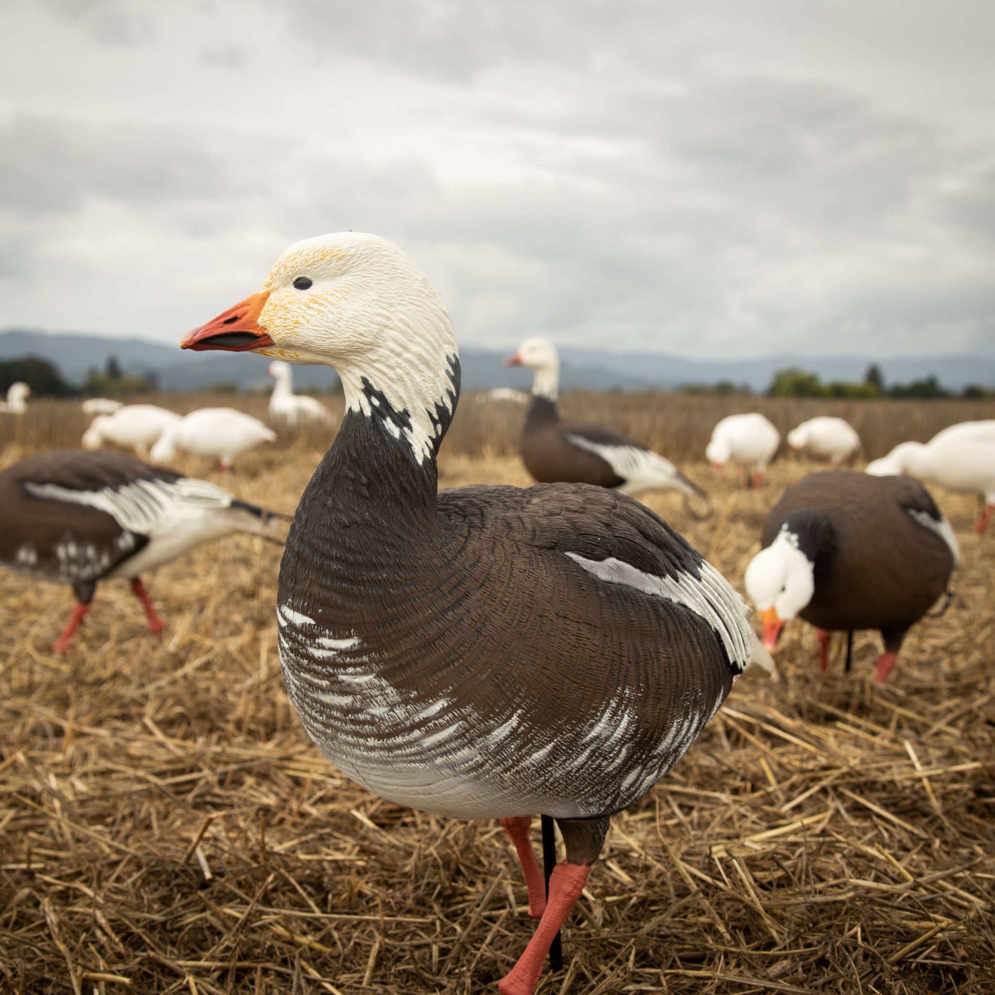 Blue Goose | Combo 6-Pack – Dave Smith Decoys