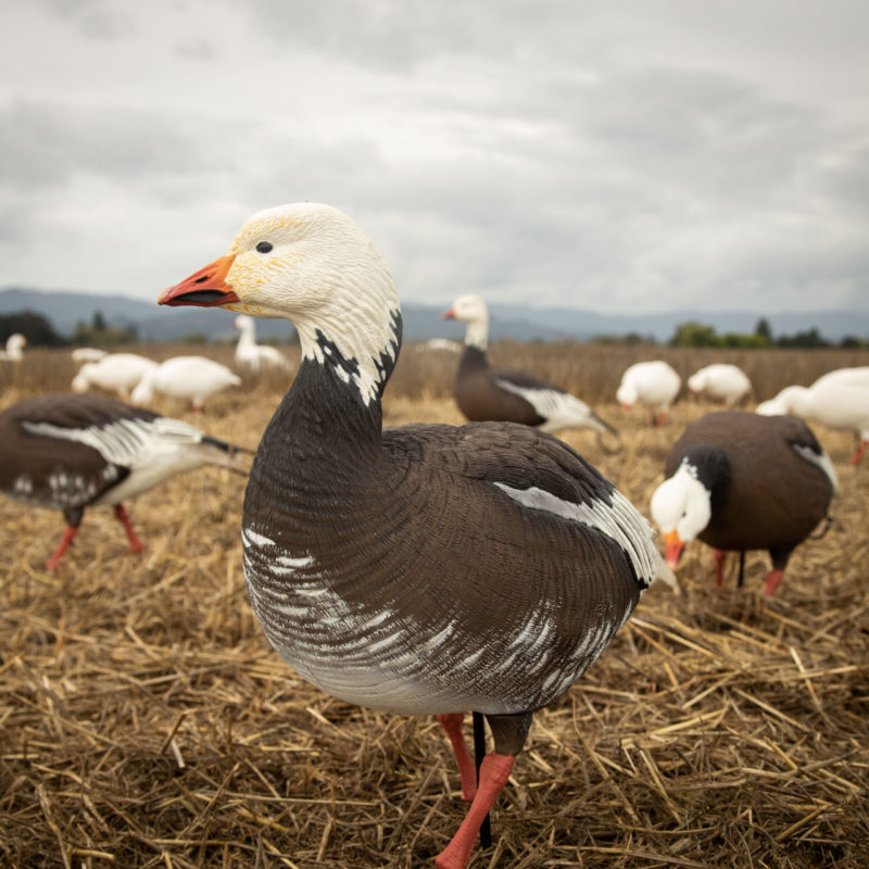 Blue Goose | Combo 6-Pack – Dave Smith Decoys