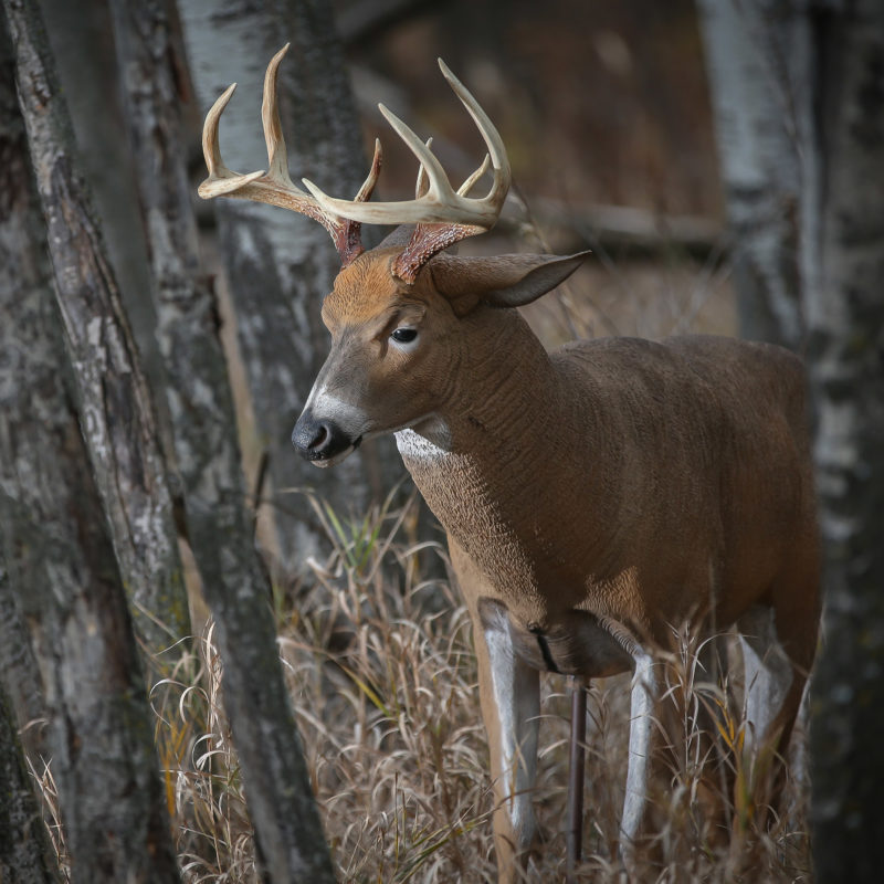 Posturing Buck – Dave Smith Decoys
