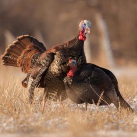 3/4 Strut Jake Decoy – Dave Smith Decoys