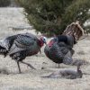 Jake Strutter – Dave Smith Decoys