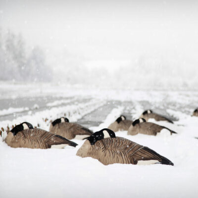 Maximas | Sleeper Shell 6-Pack – Dave Smith Decoys