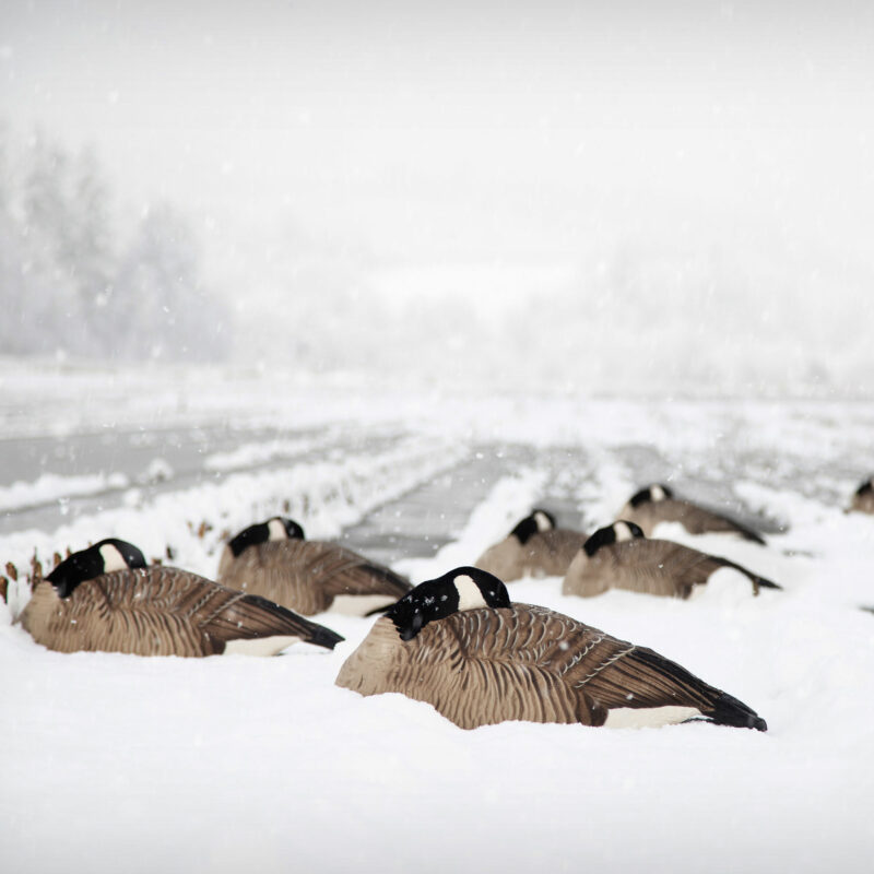 Maximas | Sleeper Shell 6-Pack – Dave Smith Decoys