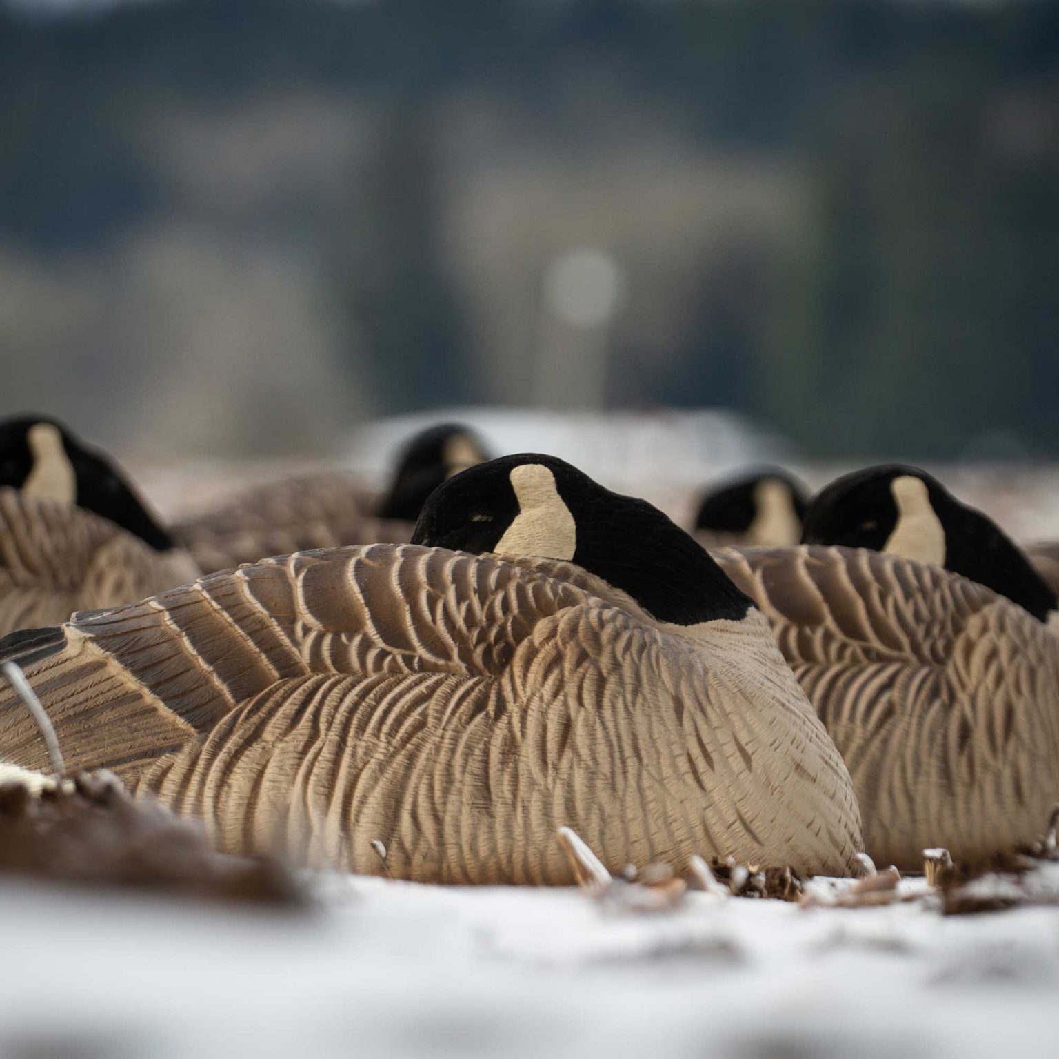 Maximas | Sleeper Shell 6-Pack – Dave Smith Decoys