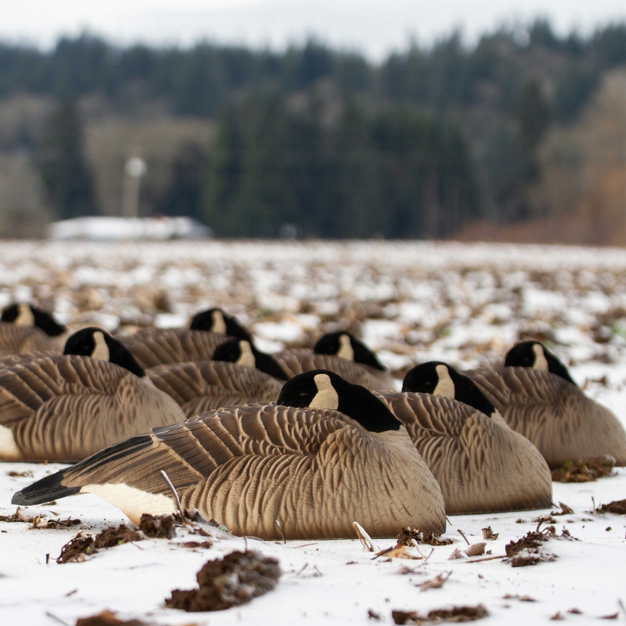 Maximas | Sleeper Shell 6-Pack – Dave Smith Decoys