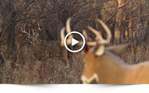 Posturing Buck – Dave Smith Decoys