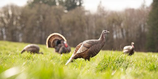 Turkey Decoys – Dave Smith Decoys