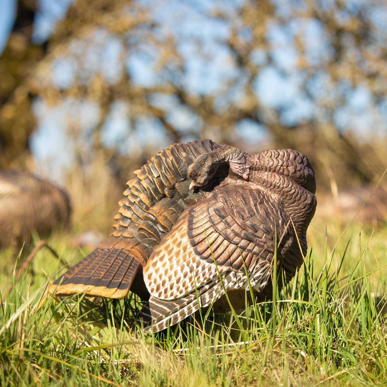 Preening Hen – Dave Smith Decoys