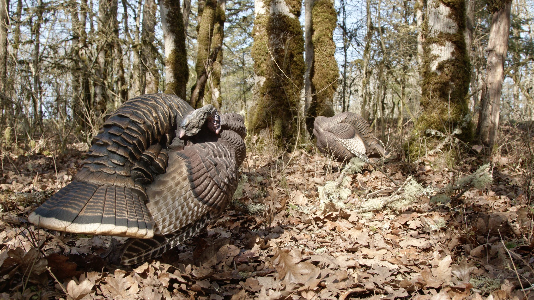 Dave Smith Decoys – The Most Effective Decoys on the Market