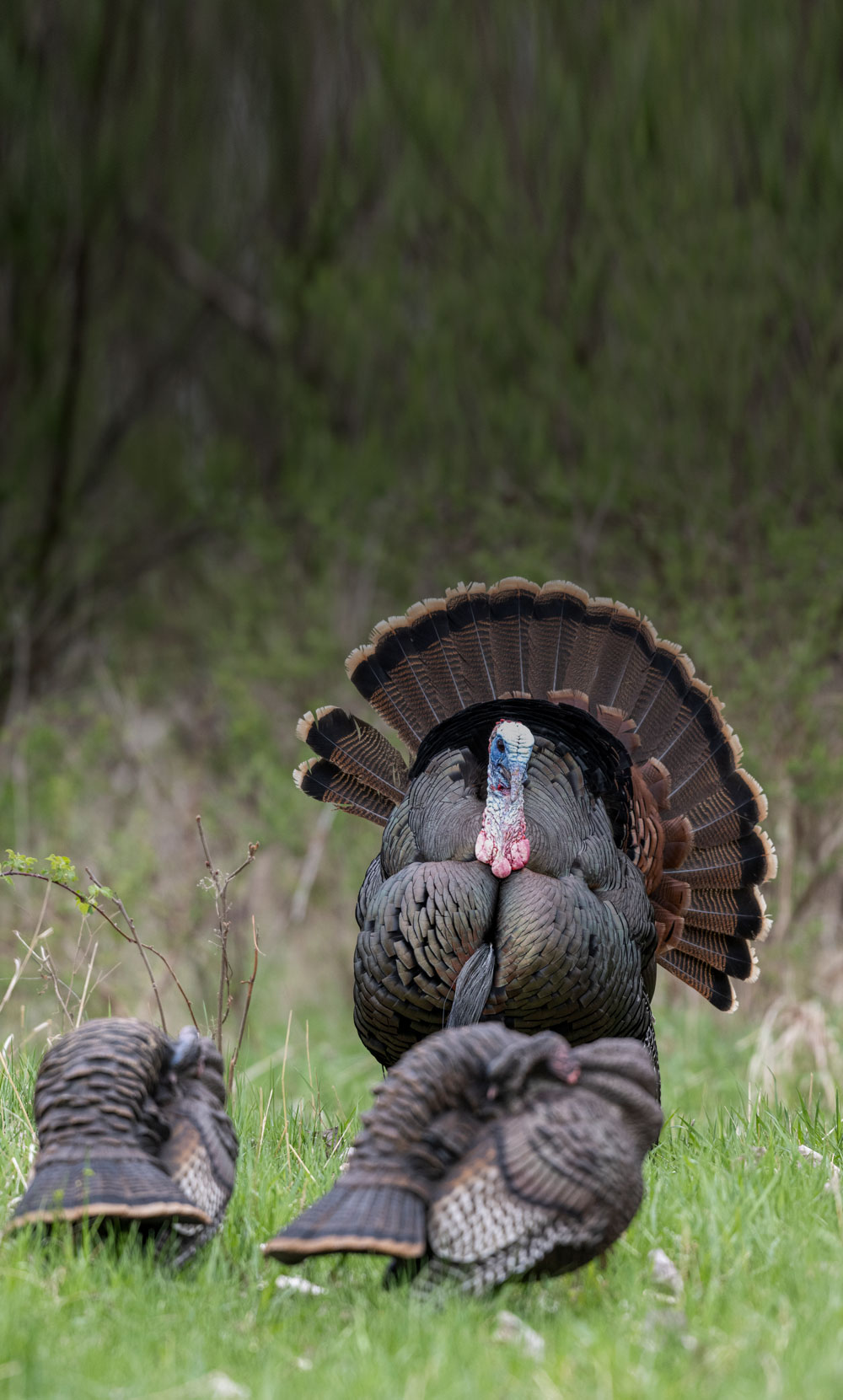 Home (Temp) – Dave Smith Decoys