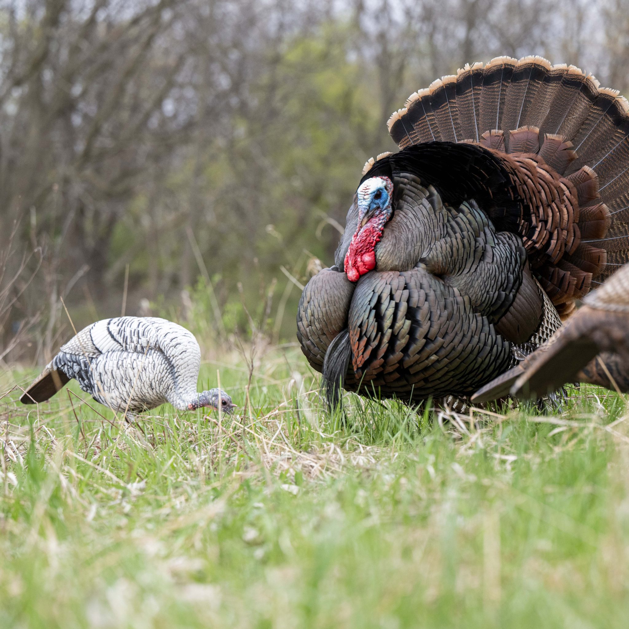 Limited Smoke Phase | Feeding Hen – Dave Smith Decoys