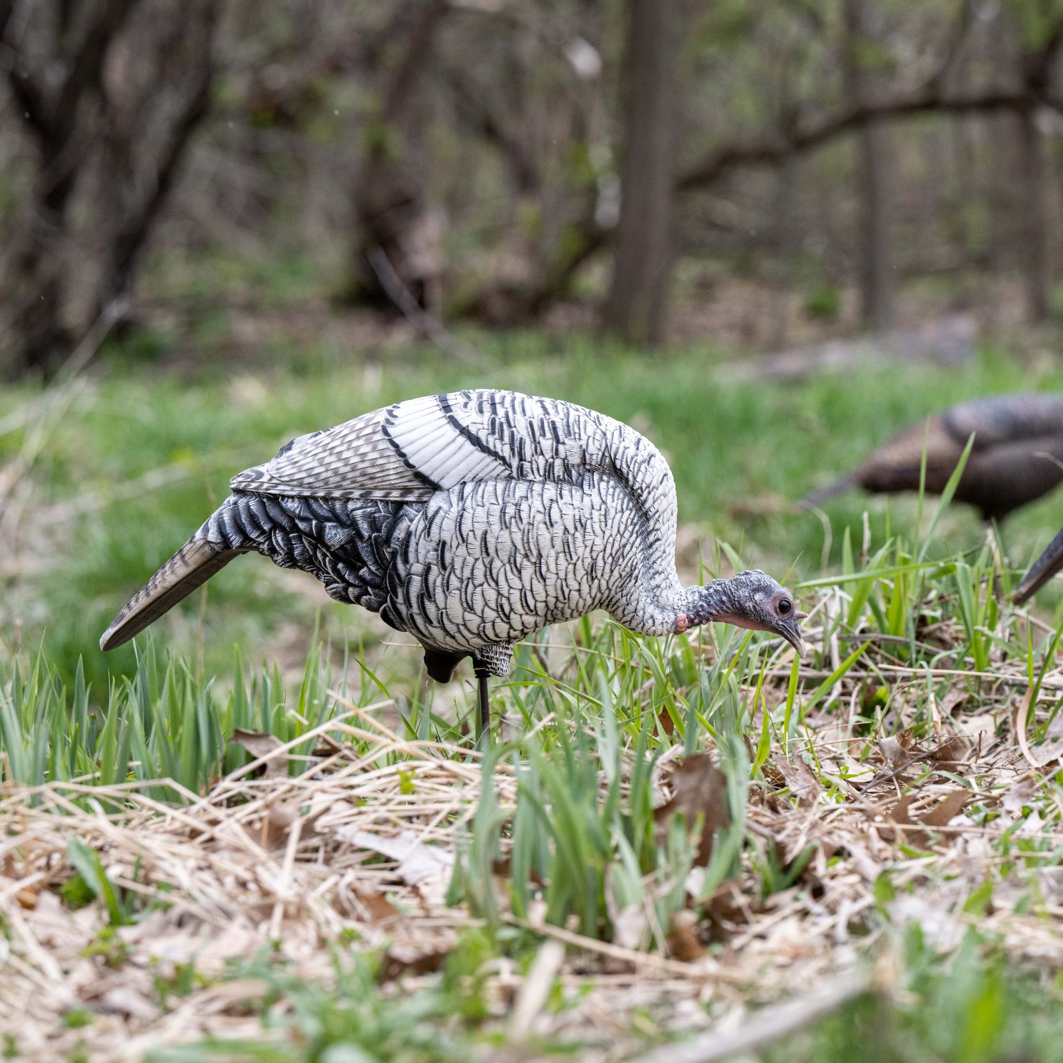 Limited Smoke Phase | Feeding Hen – Dave Smith Decoys
