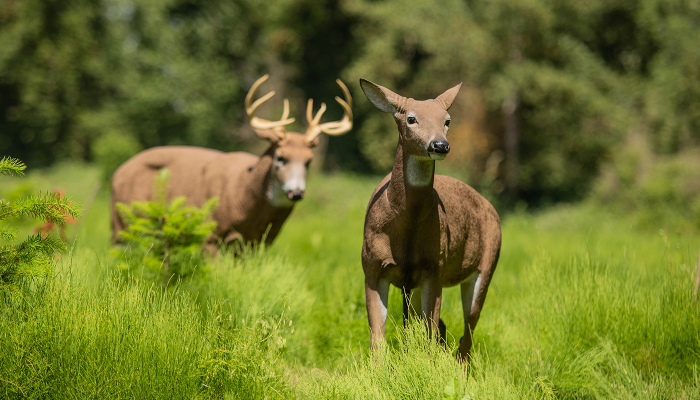 Deer Decoys – Dave Smith Decoys