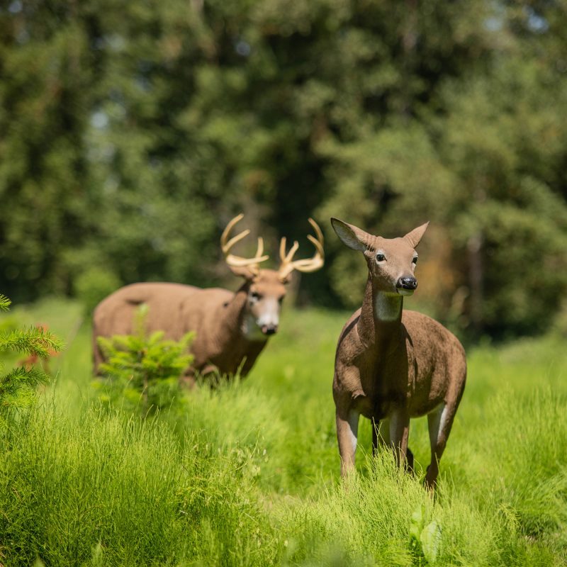 Deer Pair – Dave Smith Decoys