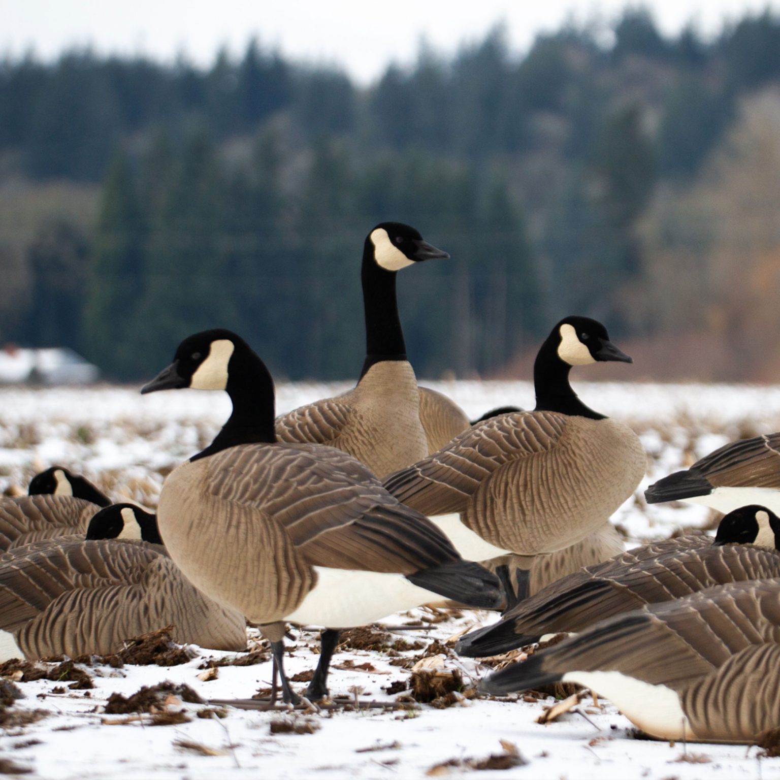 Maximas | Full Body Combo 4-Pack – Dave Smith Decoys