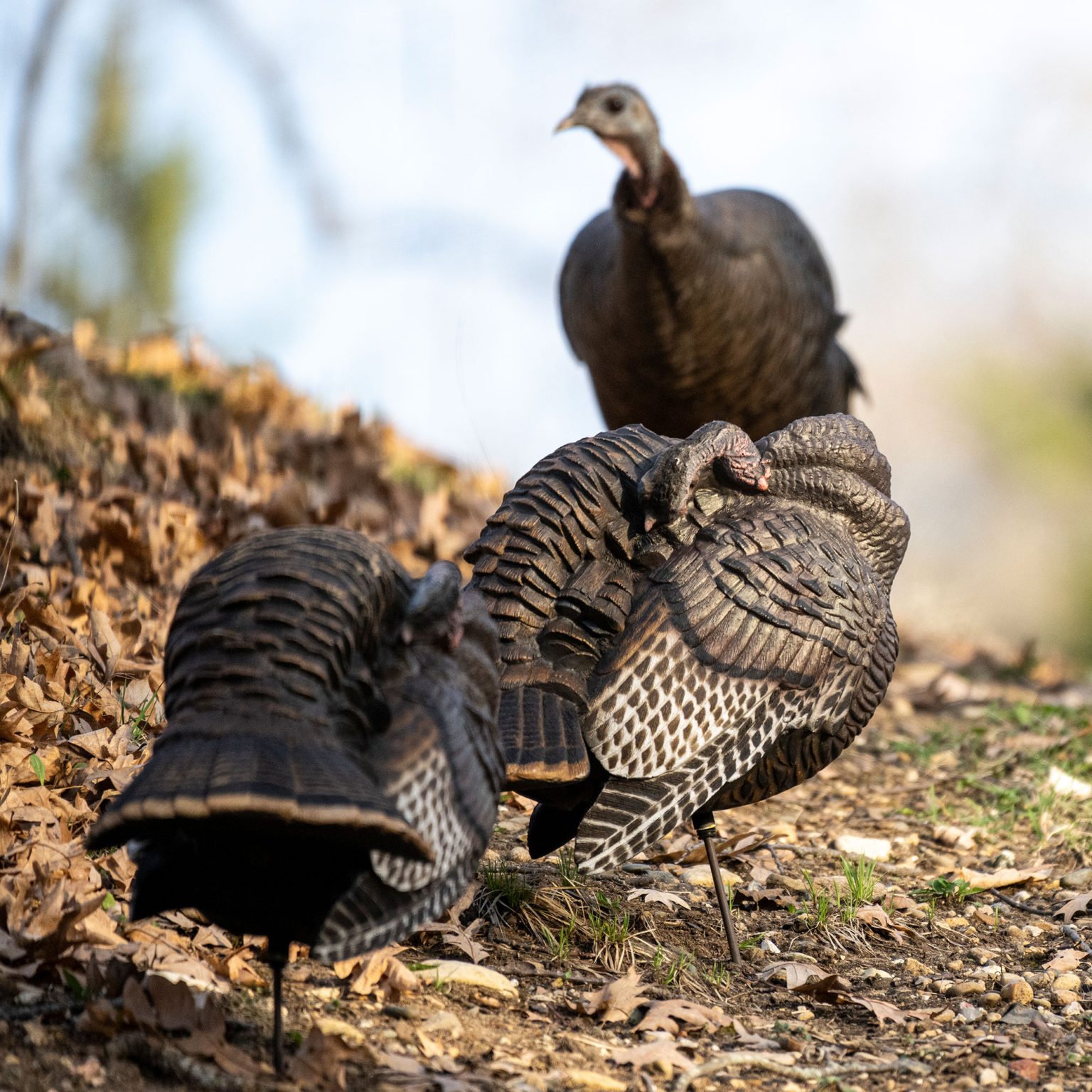 Preening Pair – Dave Smith Decoys