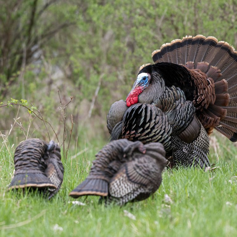 Preening Pair – Dave Smith Decoys