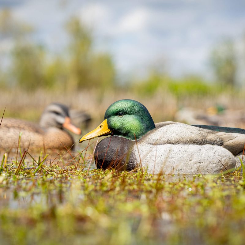 Limited Series | 25th Anniversary Mallard Pair – Dave Smith Decoys