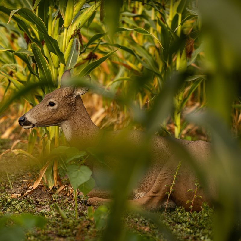 Bedded Doe – Dave Smith Decoys