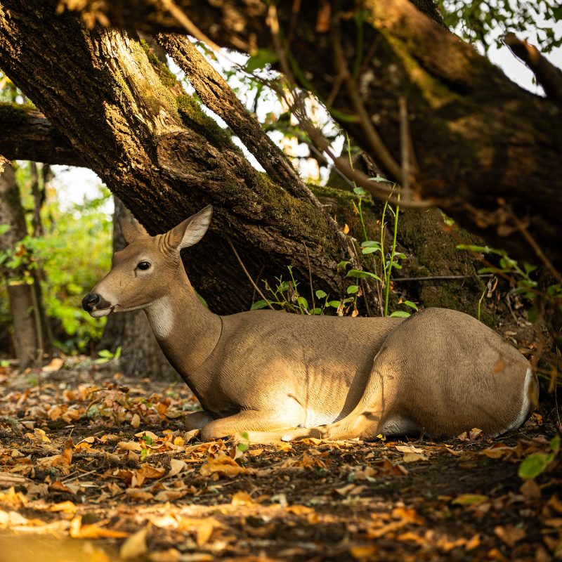Bedded Doe – Dave Smith Decoys