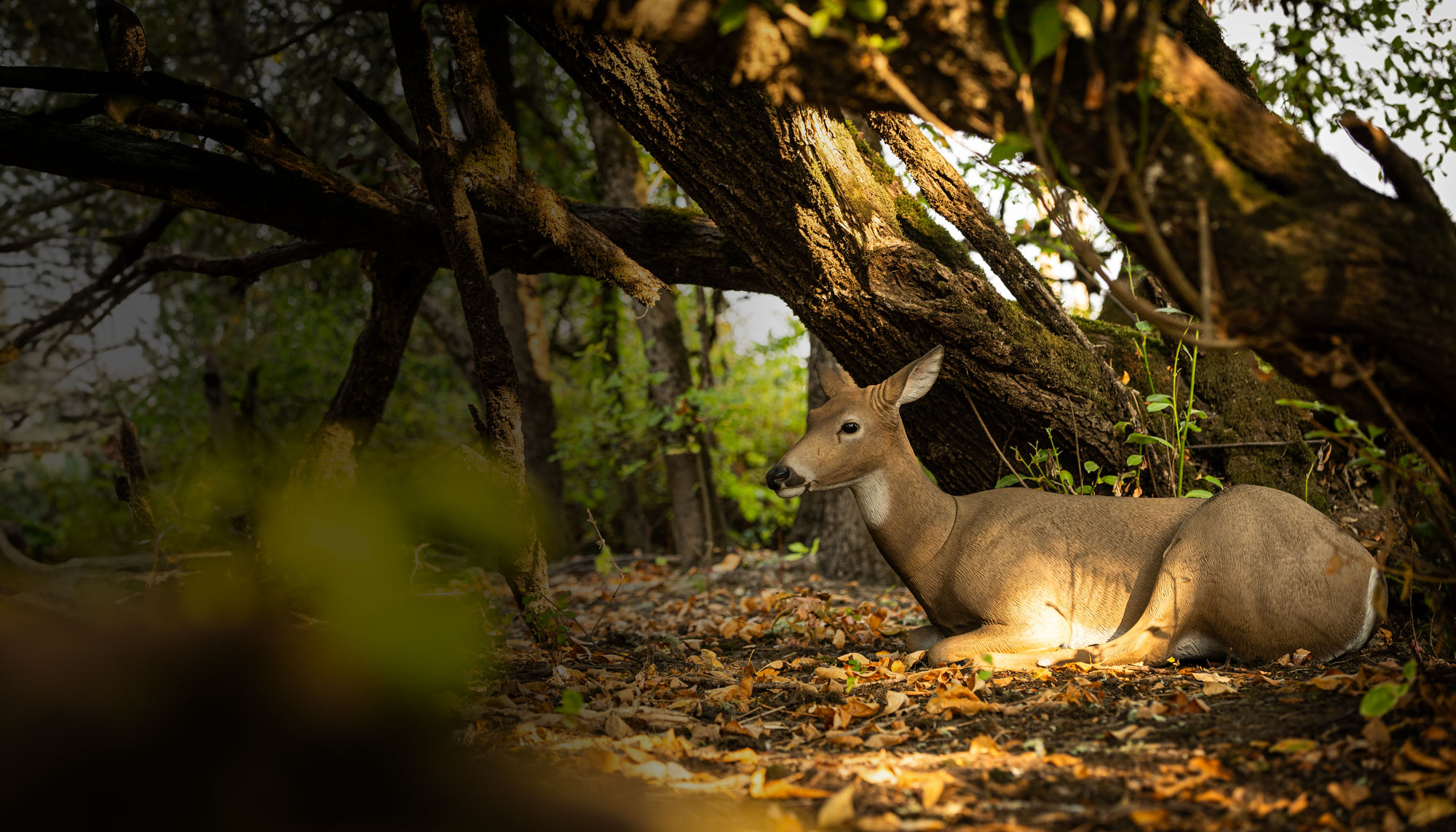 Dave Smith Decoys – The Most Effective Decoys on the Market