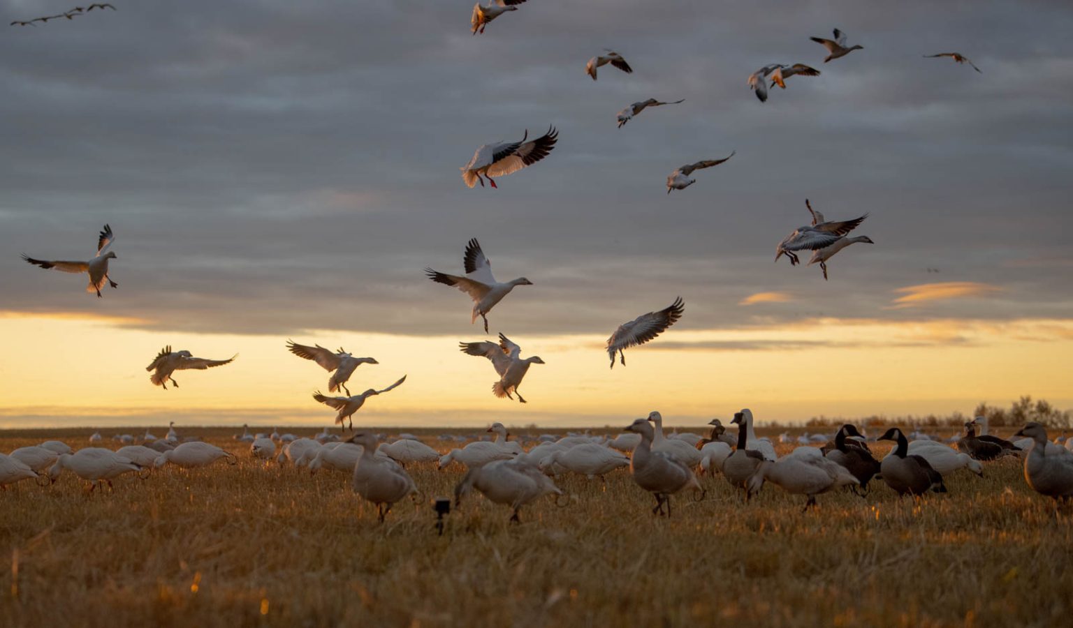 Jake Strutter – Dave Smith Decoys