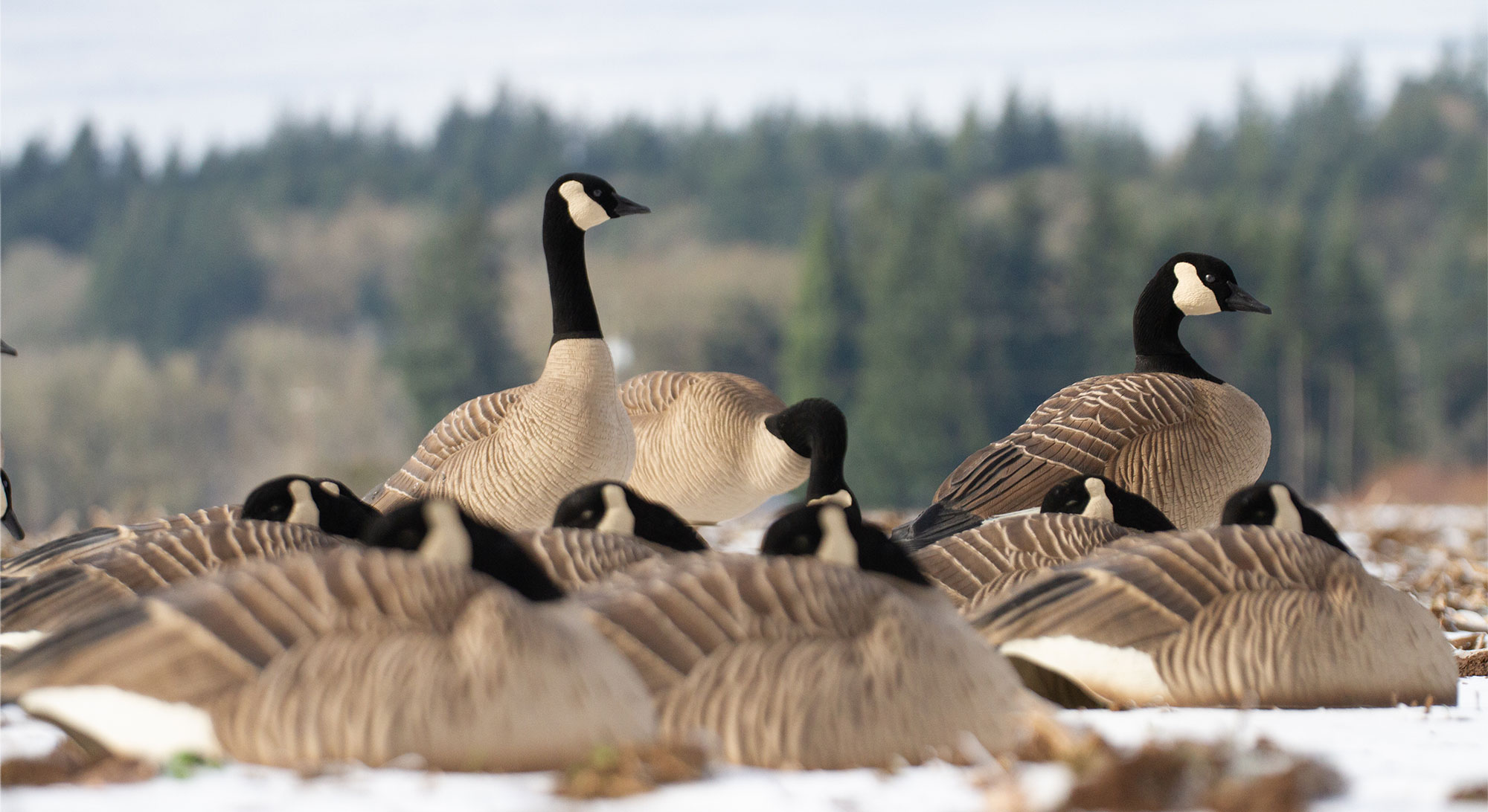 Dave Smith Decoys – The Most Effective Decoys on the Market