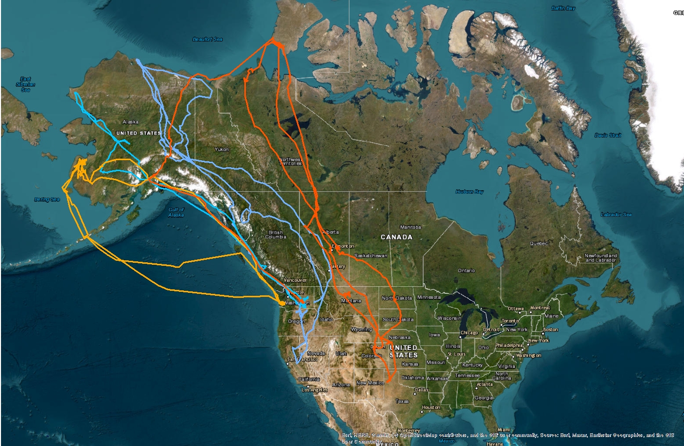 Limited Series | 25th Anniversary Tav – Dave Smith Decoys