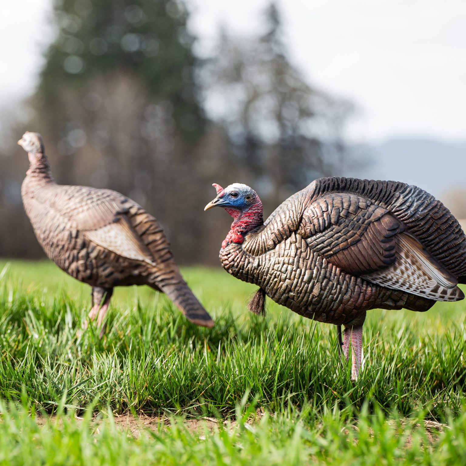 Leg Up Pair – Dave Smith Decoys